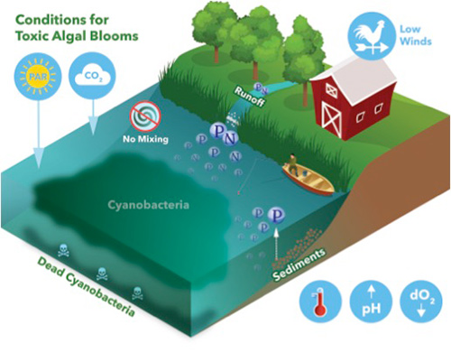 Algal Blooms Diagram